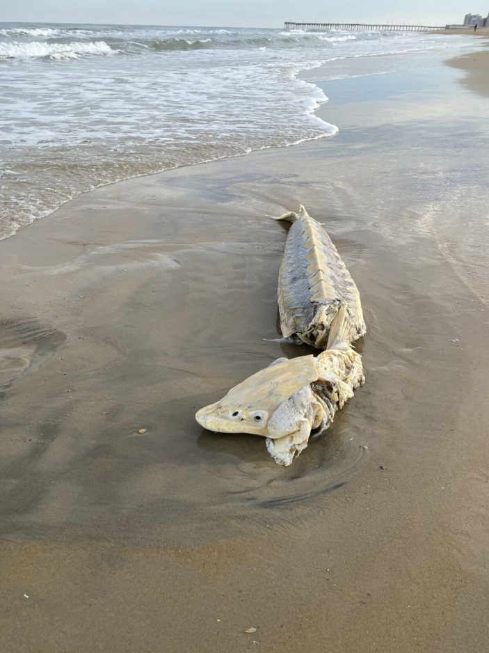 Prehistoric Atlantic sturgeon washes up in Virginia Beach - Observer ...